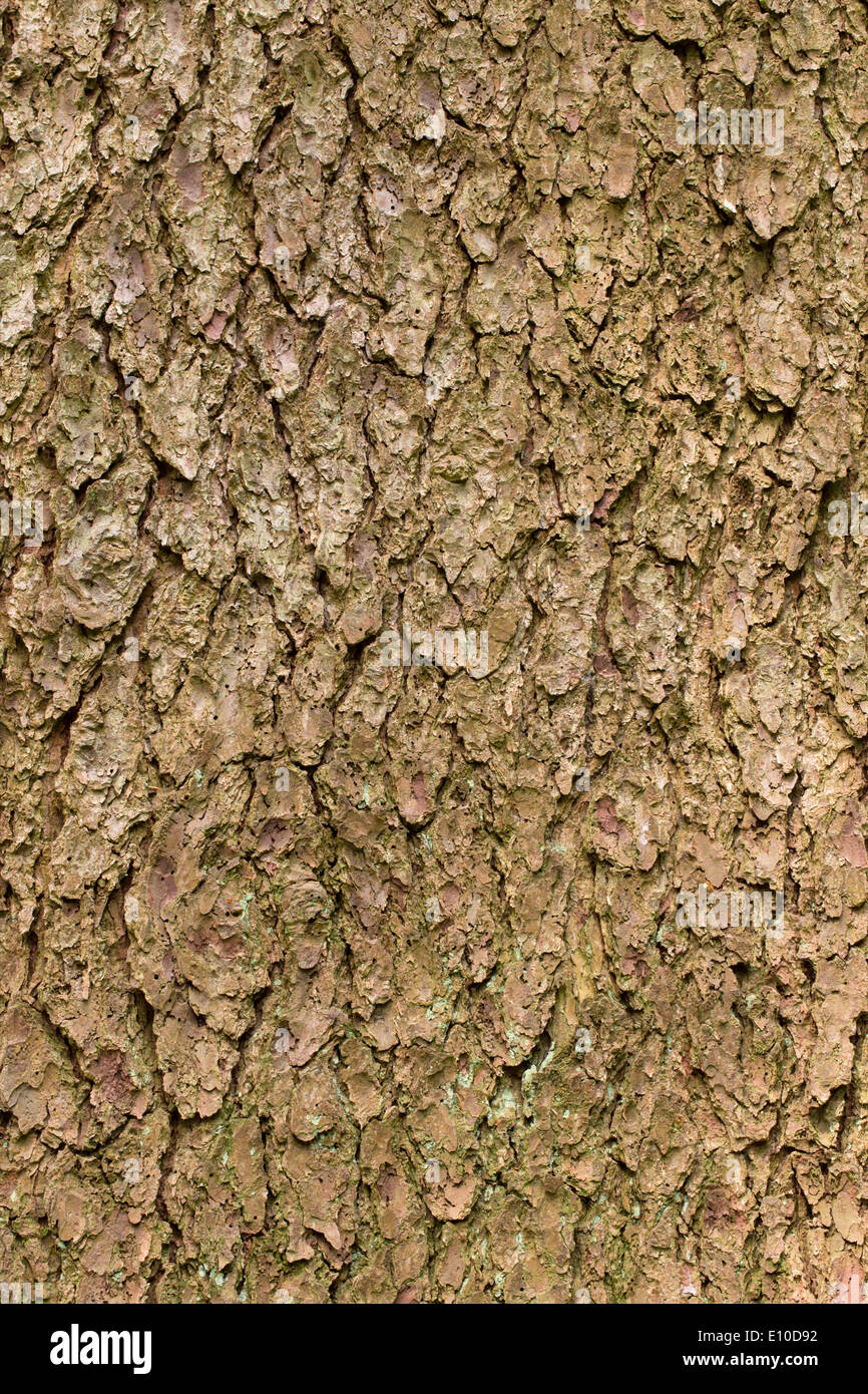Fir tree bark hi-res stock photography and images - Alamy