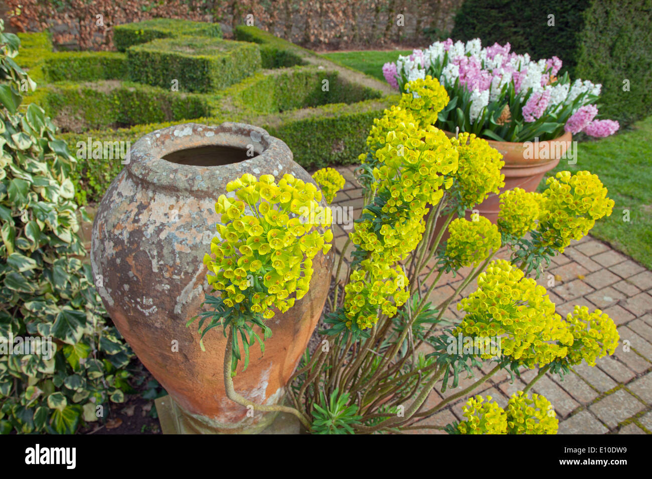 Euphorbia and Hyacinths in flower Spring Norfolk Stock Photo - Alamy