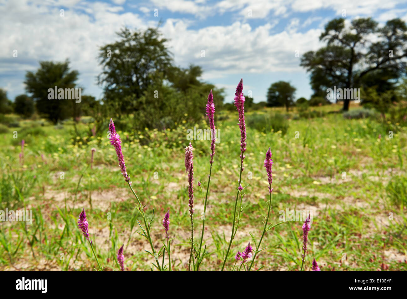 purple flowers in landscape of Kgalagadi Transfrontier Park, Kalahari ...
