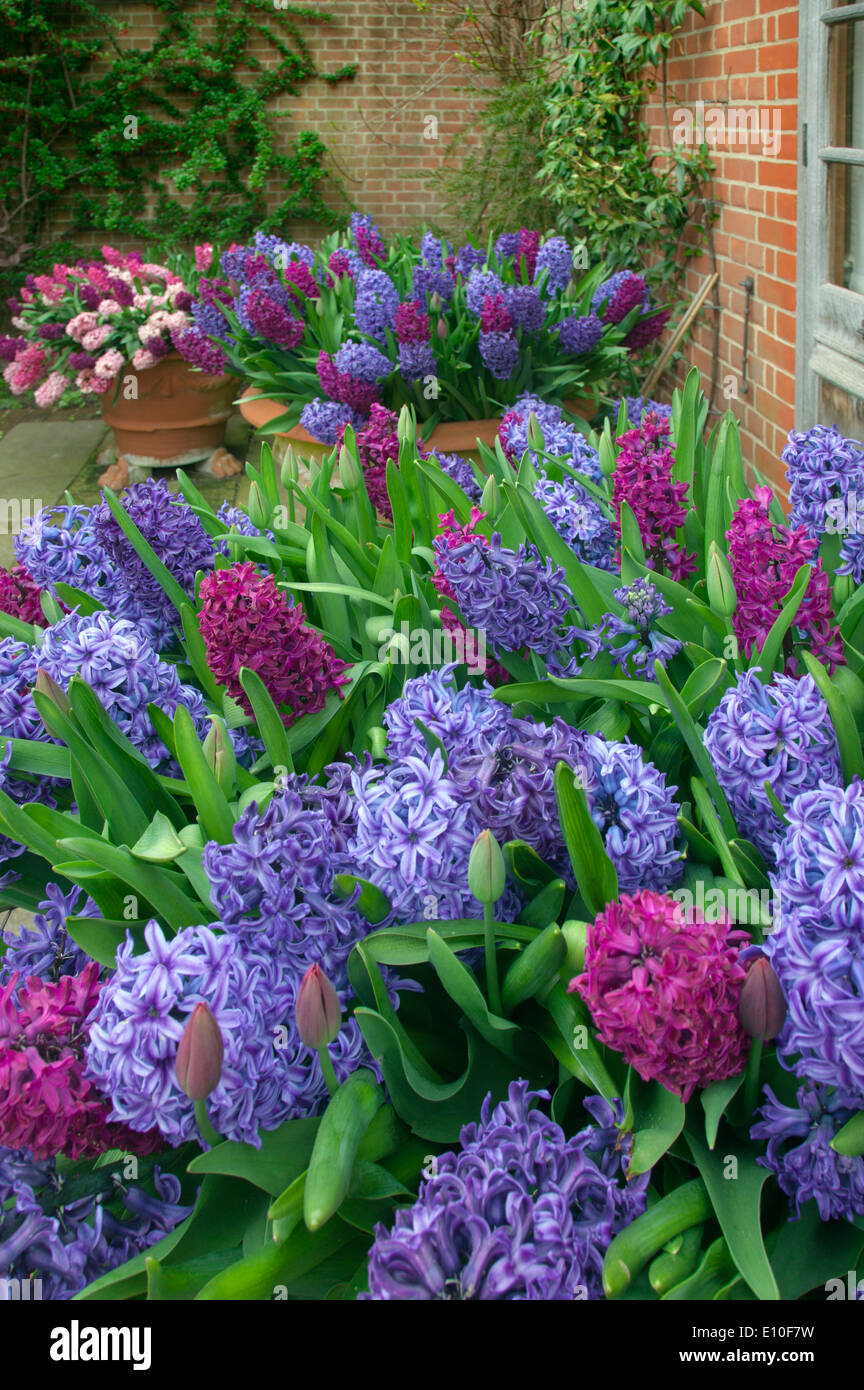 Hyacinths in flower Spring Norfolk Stock Photo - Alamy