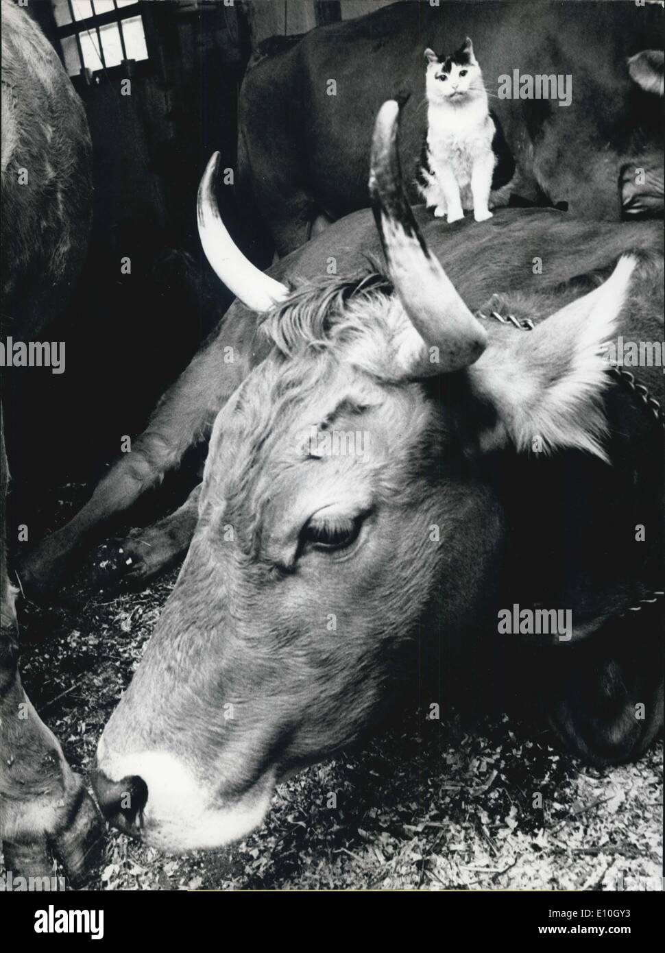 Back of a cow hi-res stock photography and images - Alamy