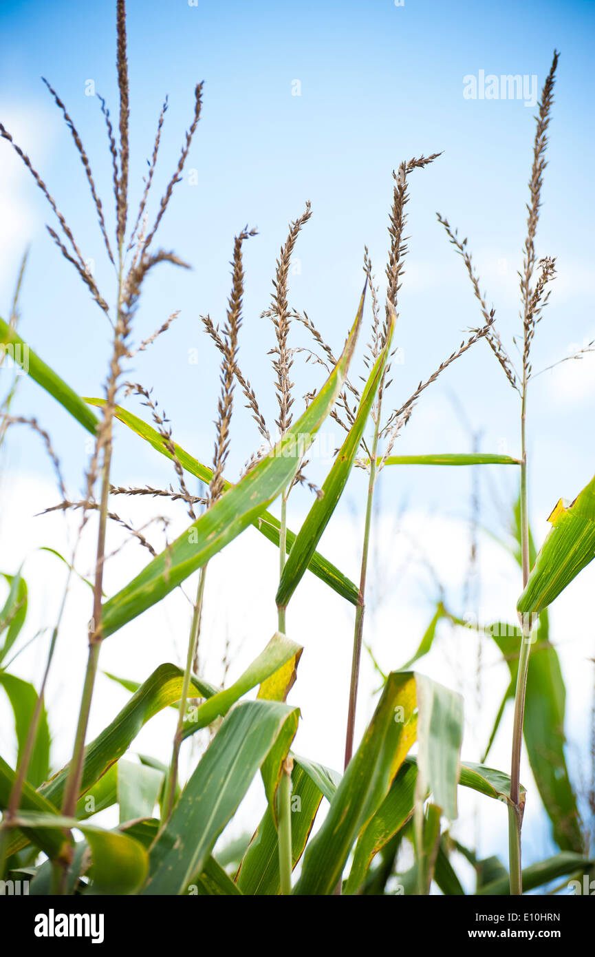 Rural vertical hi-res stock photography and images - Alamy