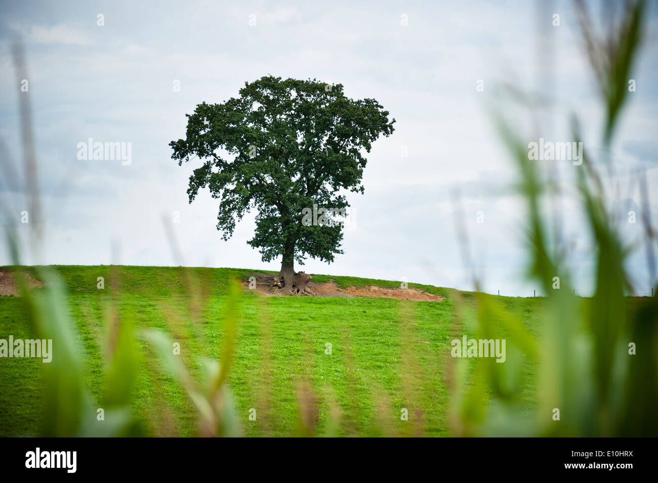 tree in meadow Stock Photo - Alamy