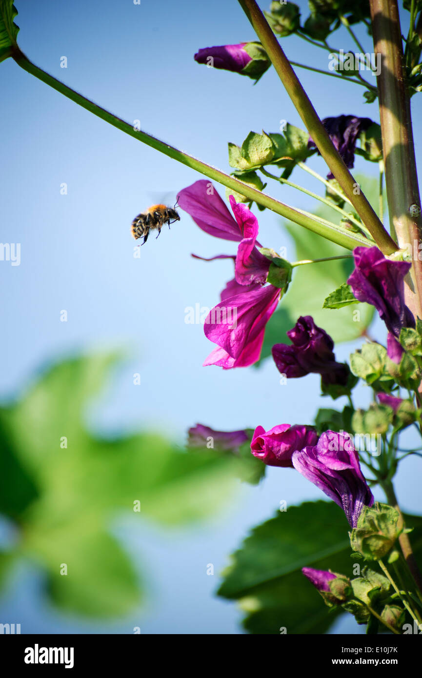 flowers with bee Stock Photo - Alamy