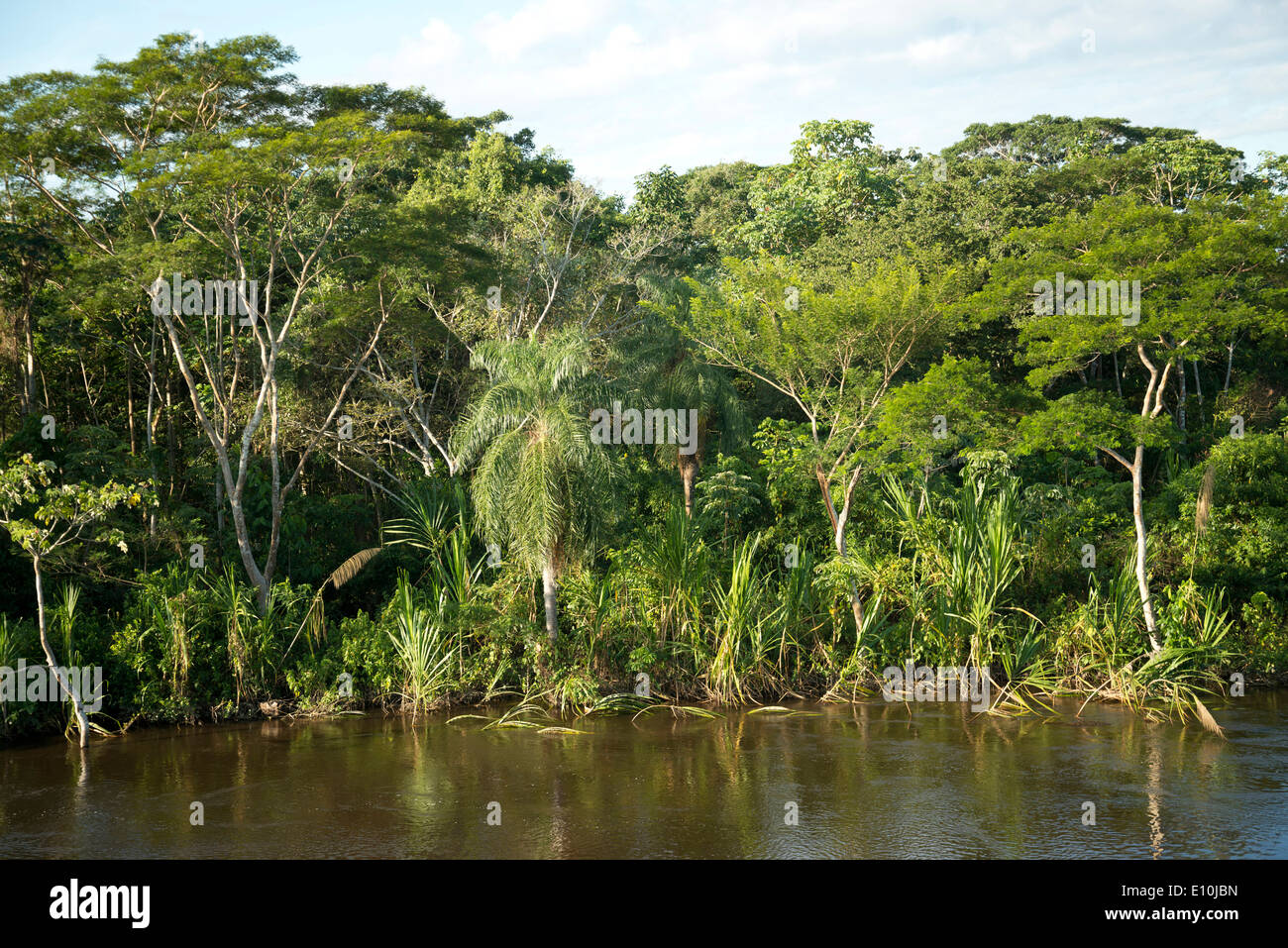 Bolivia plants edge hi-res stock photography and images - Alamy