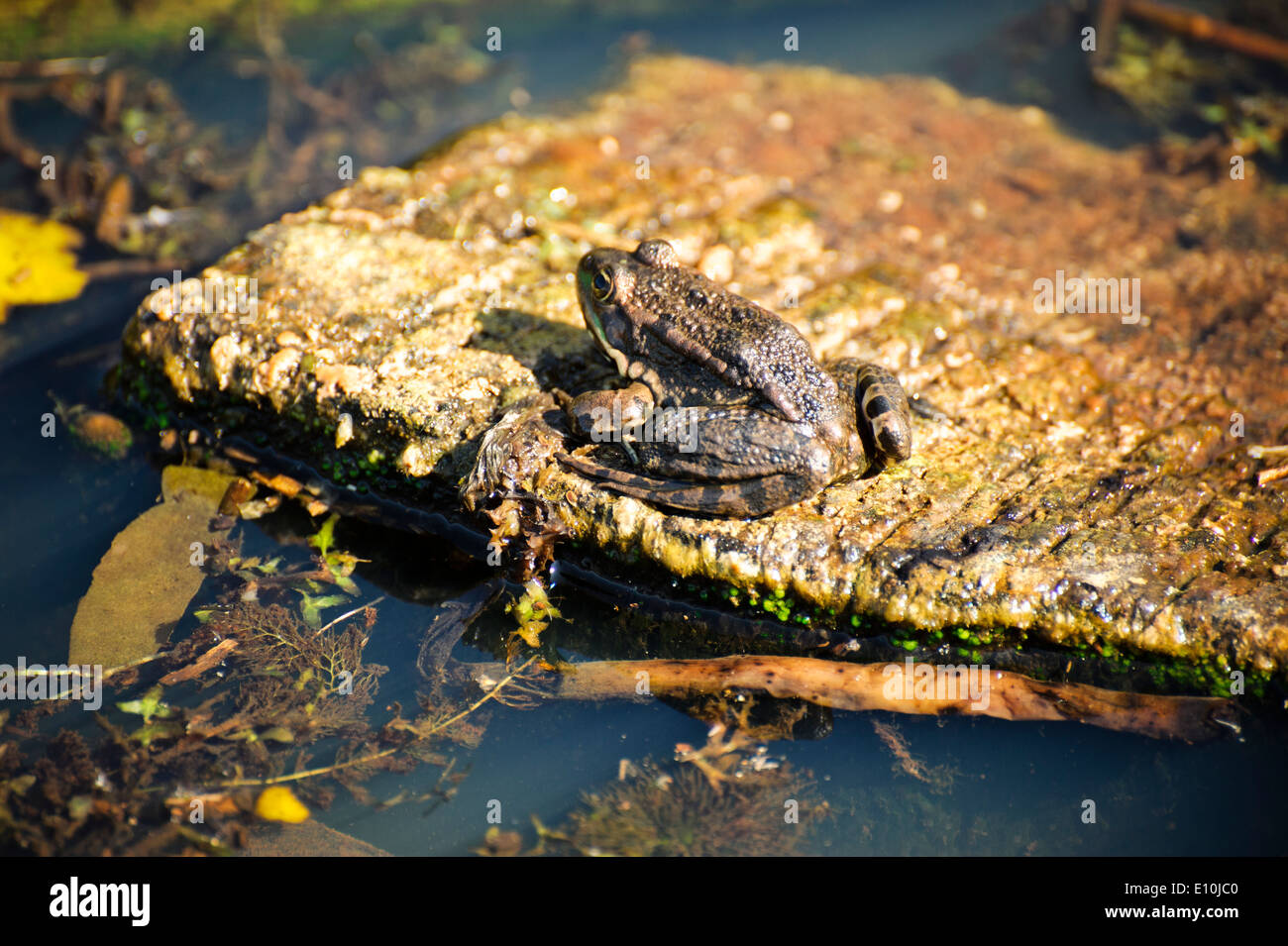 frog on stone Stock Photo - Alamy