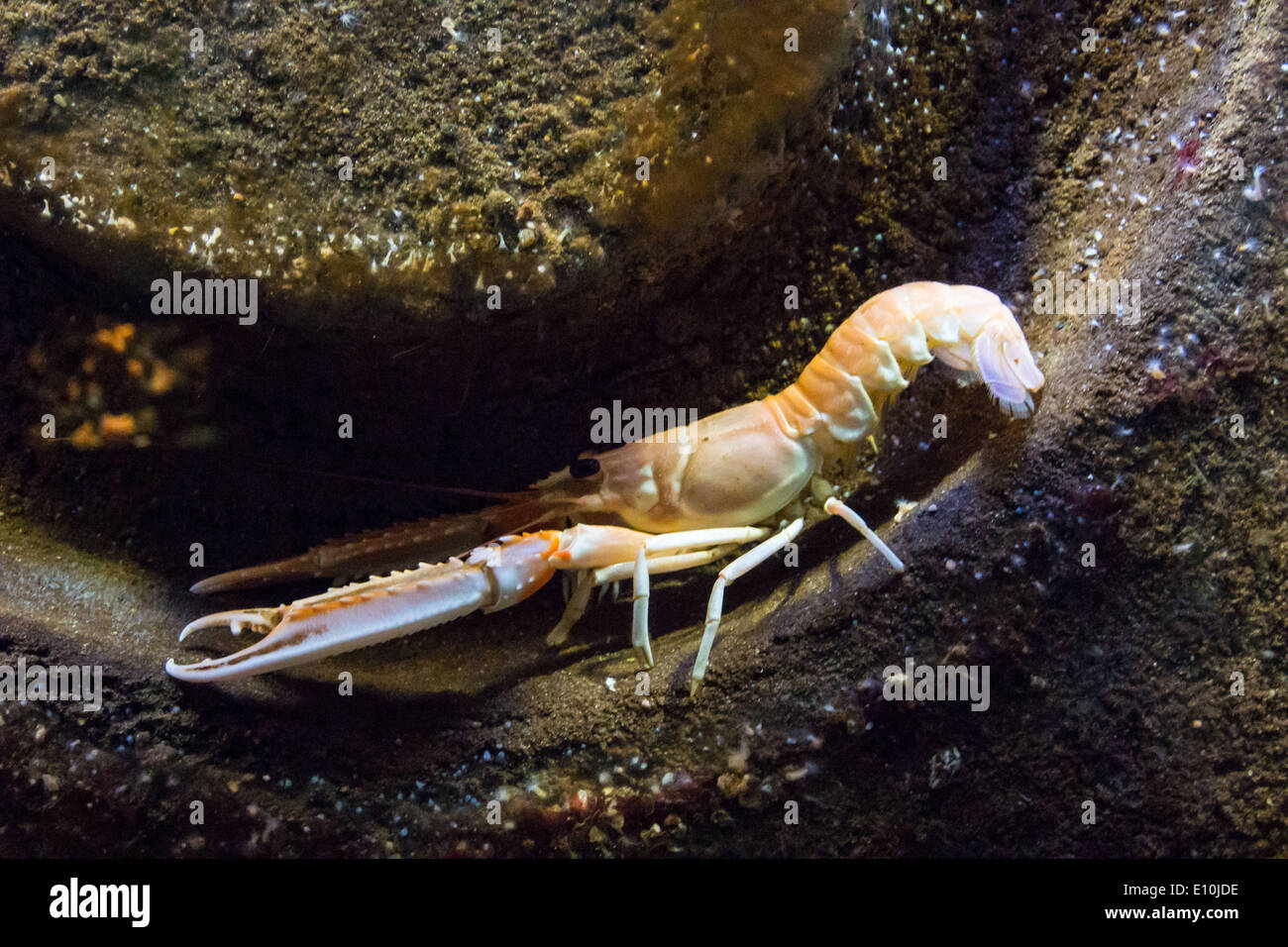 Norway lobster, nephros norvegicus Stock Photo - Alamy