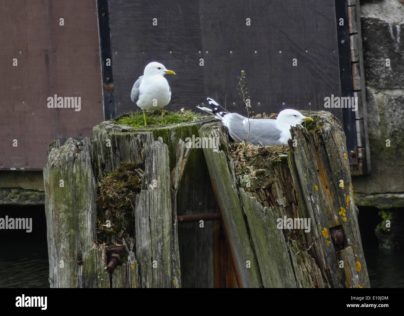 breeding common gulls, larus canus Stock Photo - Alamy