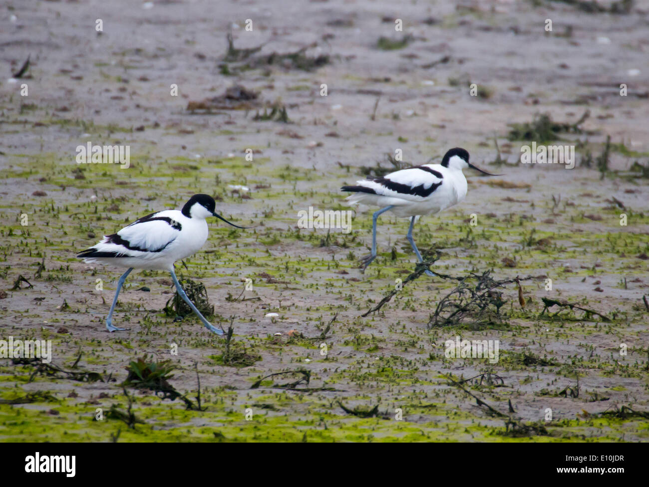 avocets in tidal sea, recurvirostra avosetta Stock Photo - Alamy