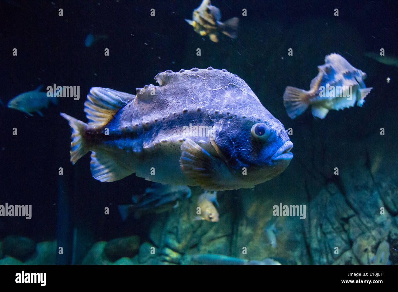 lumpfish, cyclopterus lumpus Stock Photo - Alamy