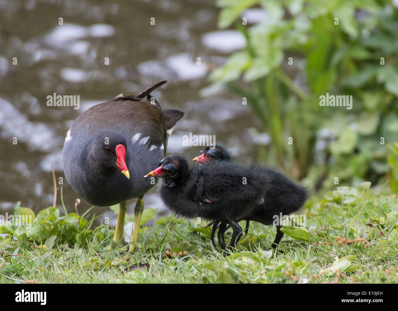 Three moorhen chicks hi-res stock photography and images - Alamy