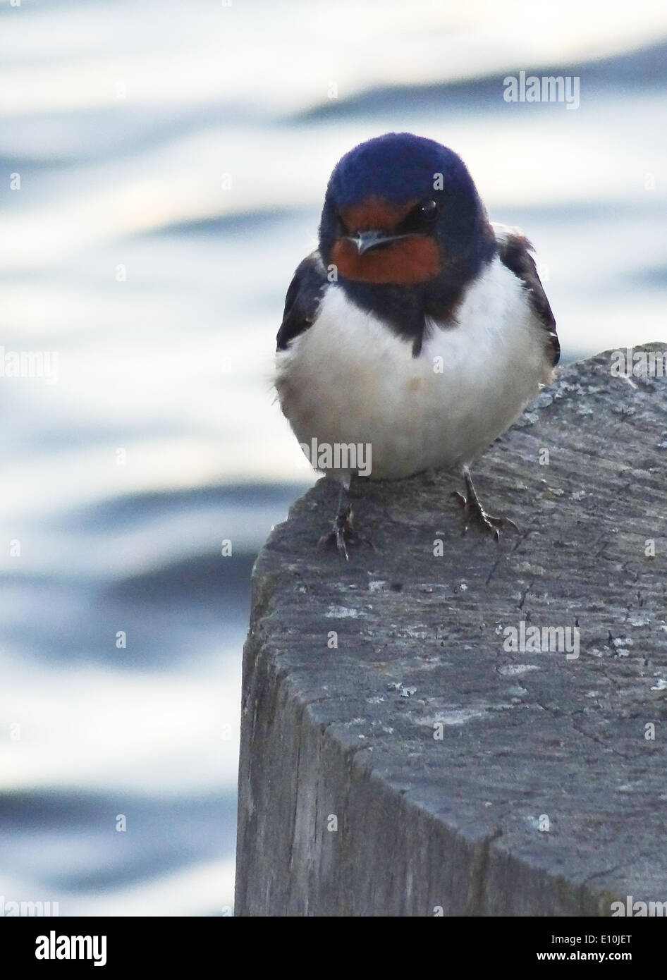 barn swallow, hirundo rustica Stock Photo - Alamy