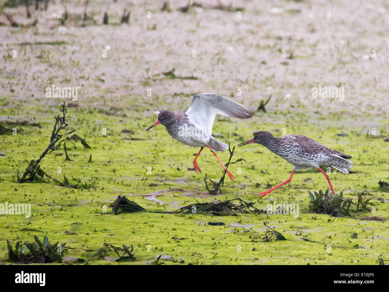 redshanks display, tringa totanus Stock Photo - Alamy