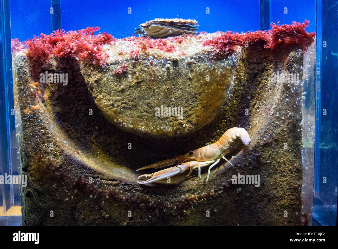 Nephros hi-res stock photography and images - Alamy