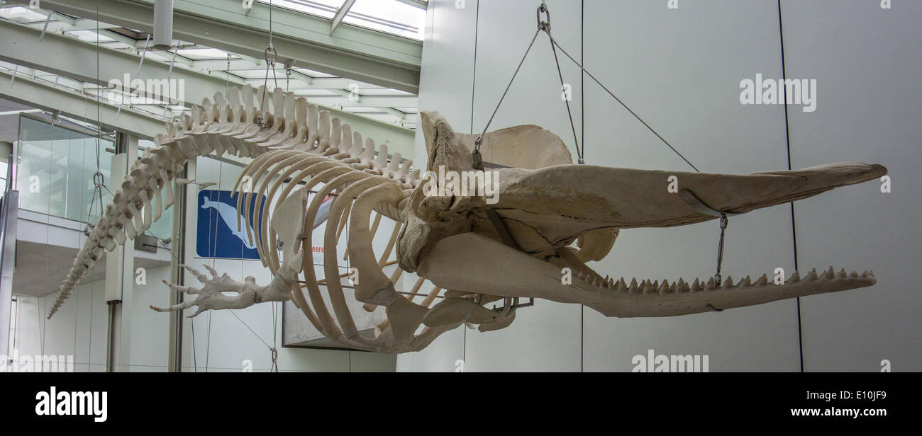 spermwhale skeleton, physeter catodon Stock Photo - Alamy