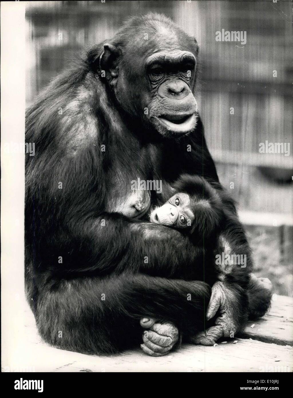 Apr. 18, 1973 - New Attraction For The London Zoo A new attraction for ...