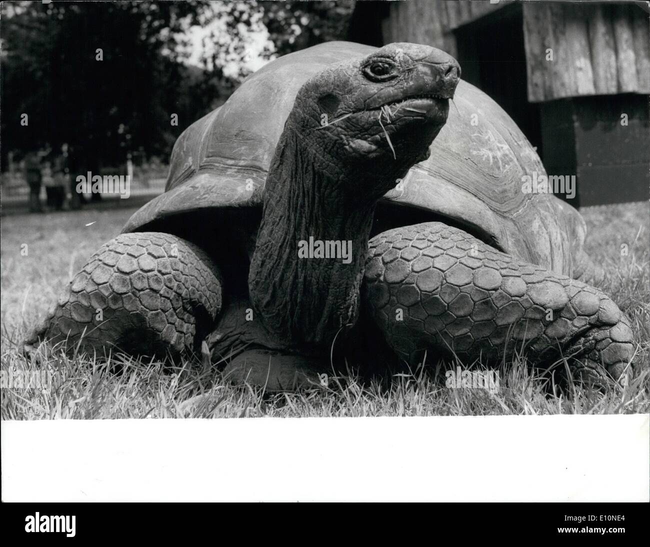 Aug. 08, 1973 - Sticking His Neck Out: This giant tortoise obviously ...