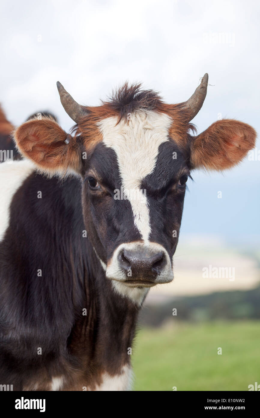 Cow face hi-res stock photography and images - Alamy