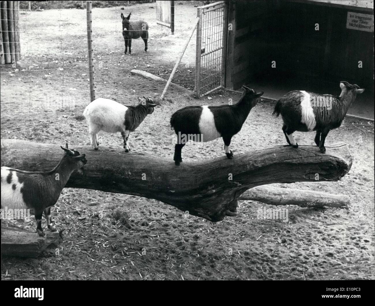 When goats go climbing on hi-res stock photography and images - Alamy
