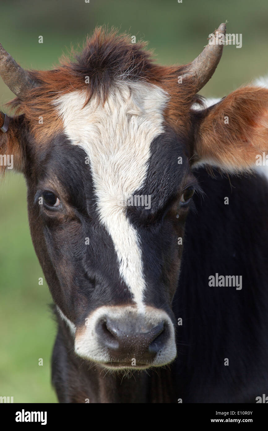 Cow face hi-res stock photography and images - Alamy