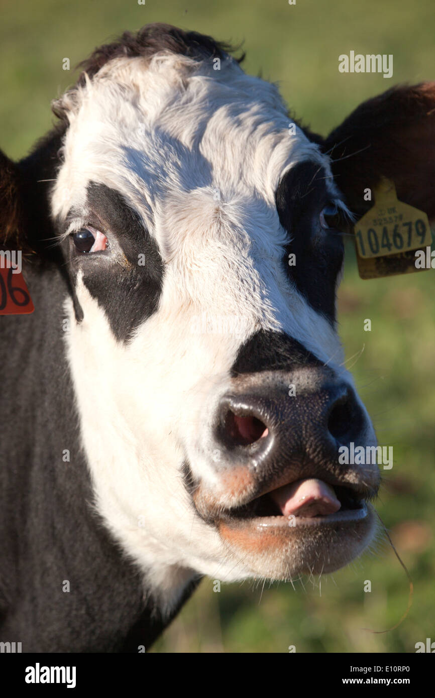 Cow face hi-res stock photography and images - Alamy