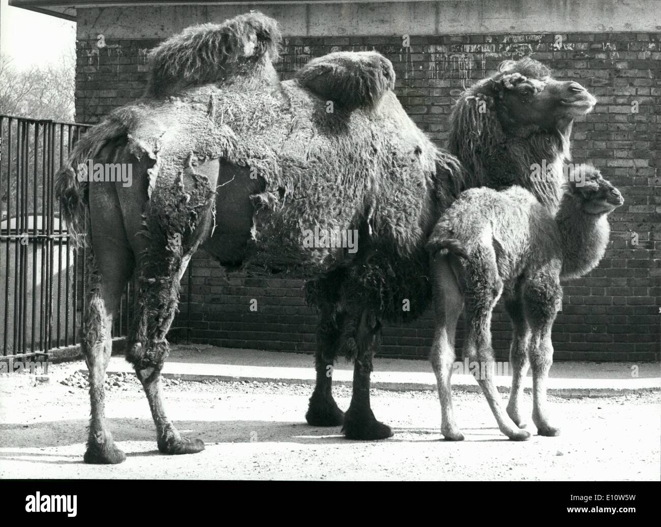 Baby camel with his mother hi-res stock photography and images - Alamy