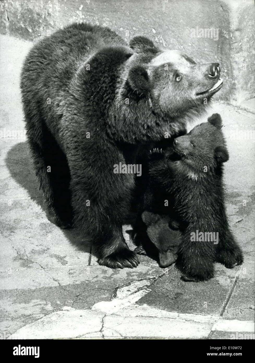 Apr. 08, 1974 - Little Brown Bears On Their First Open Air Performances ...
