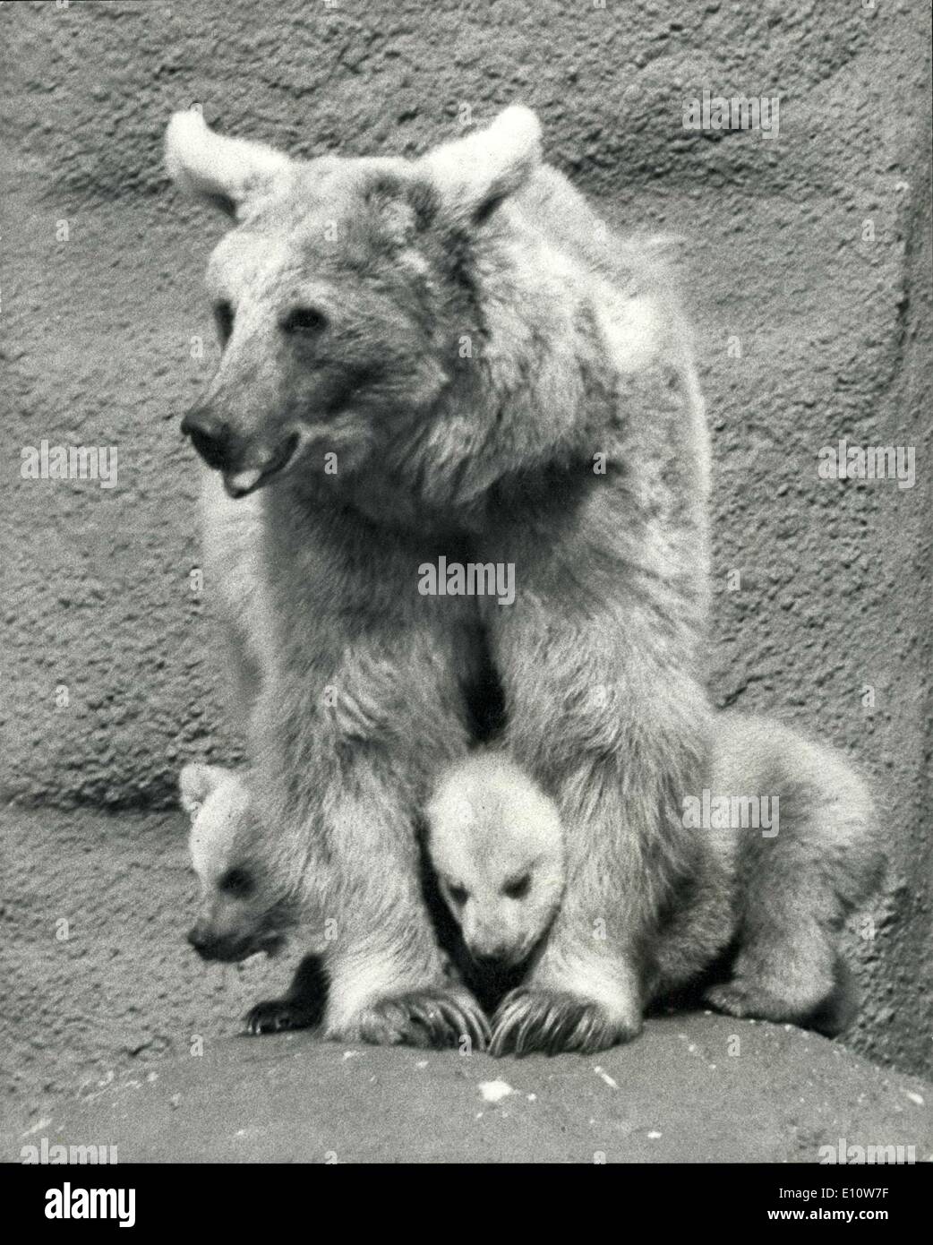 Apr. 10, 1974 - Rough and Tumble- The Brown Bear Cubs Make their Debut ...