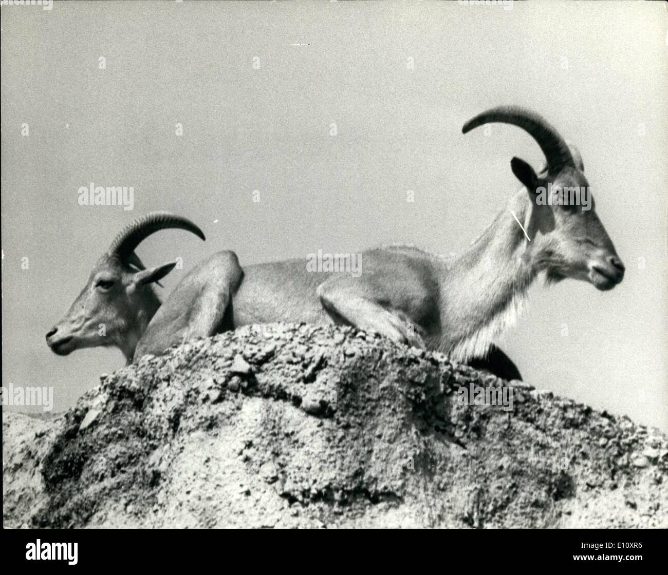 Sheep with two heads hi-res stock photography and images - Alamy