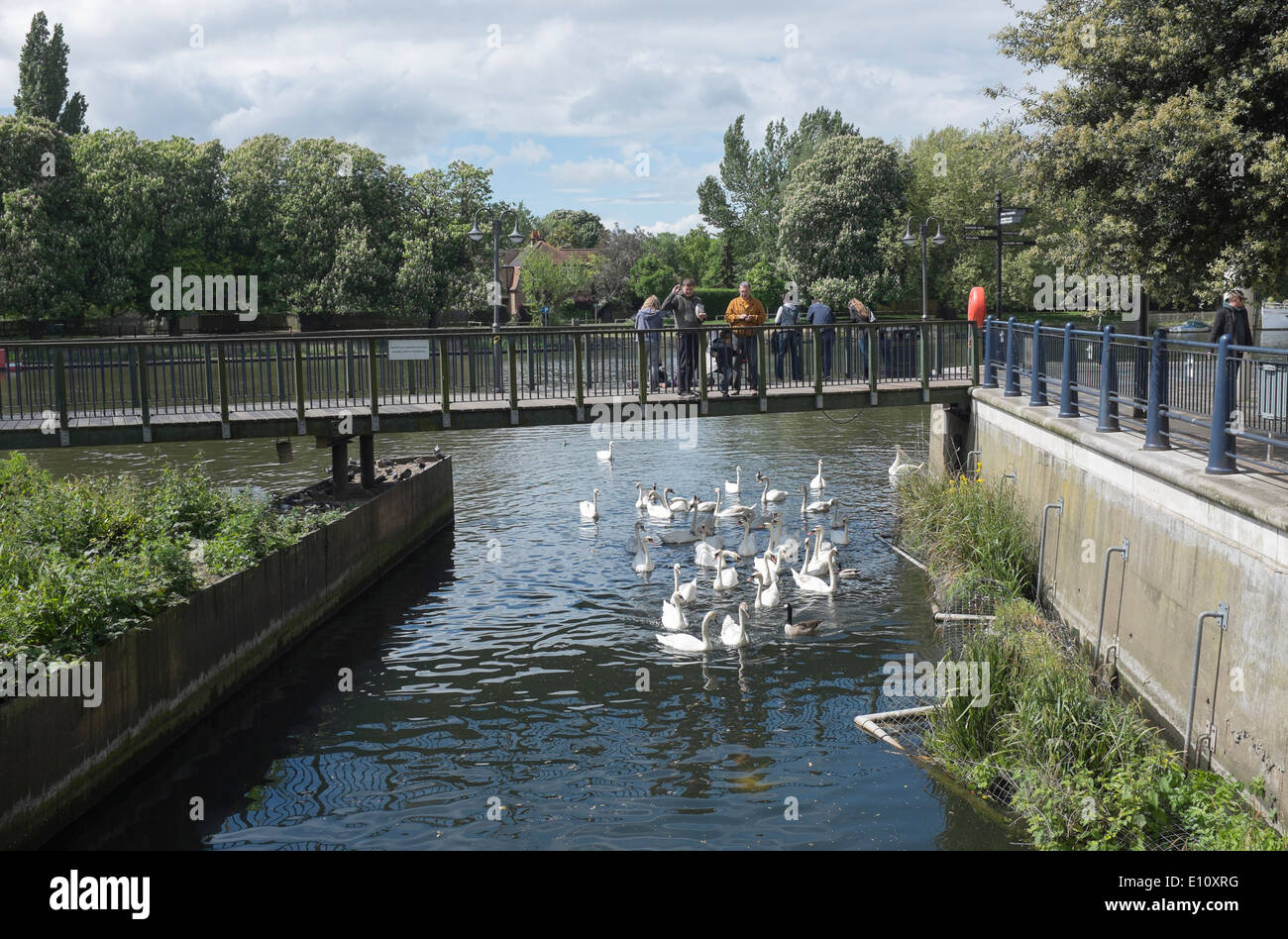 Feeding the Swans at Charter Quay Wildlife Habitat Kingston Upon Thames ...