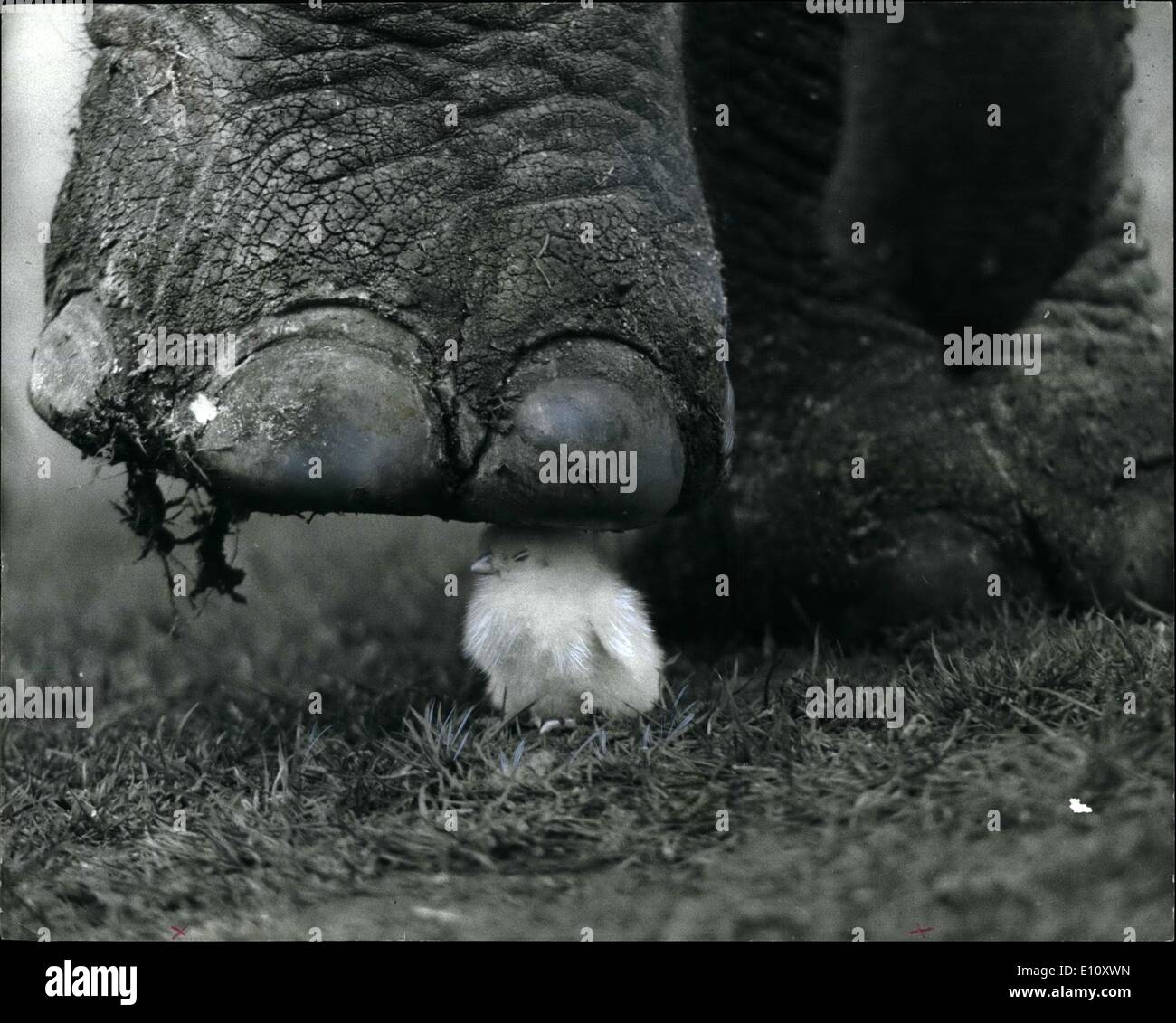 Jun. 06, 1974 - Gently does it: Emily the elephant as Sherwood Zoo ...