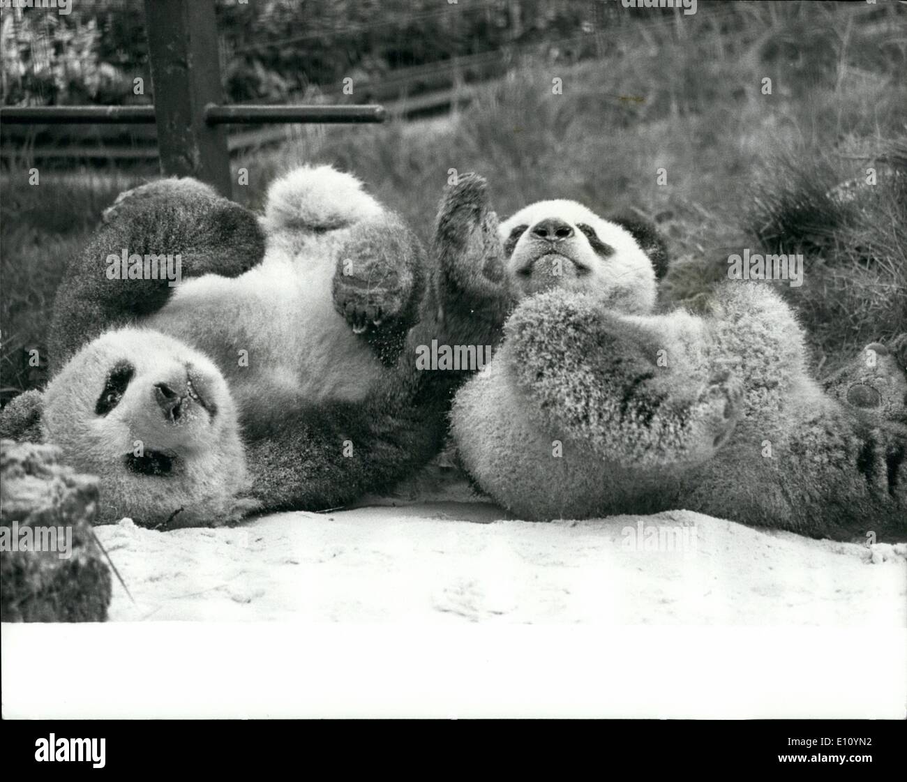 1974 giant pandas ching ching hi-res stock photography and images - Alamy