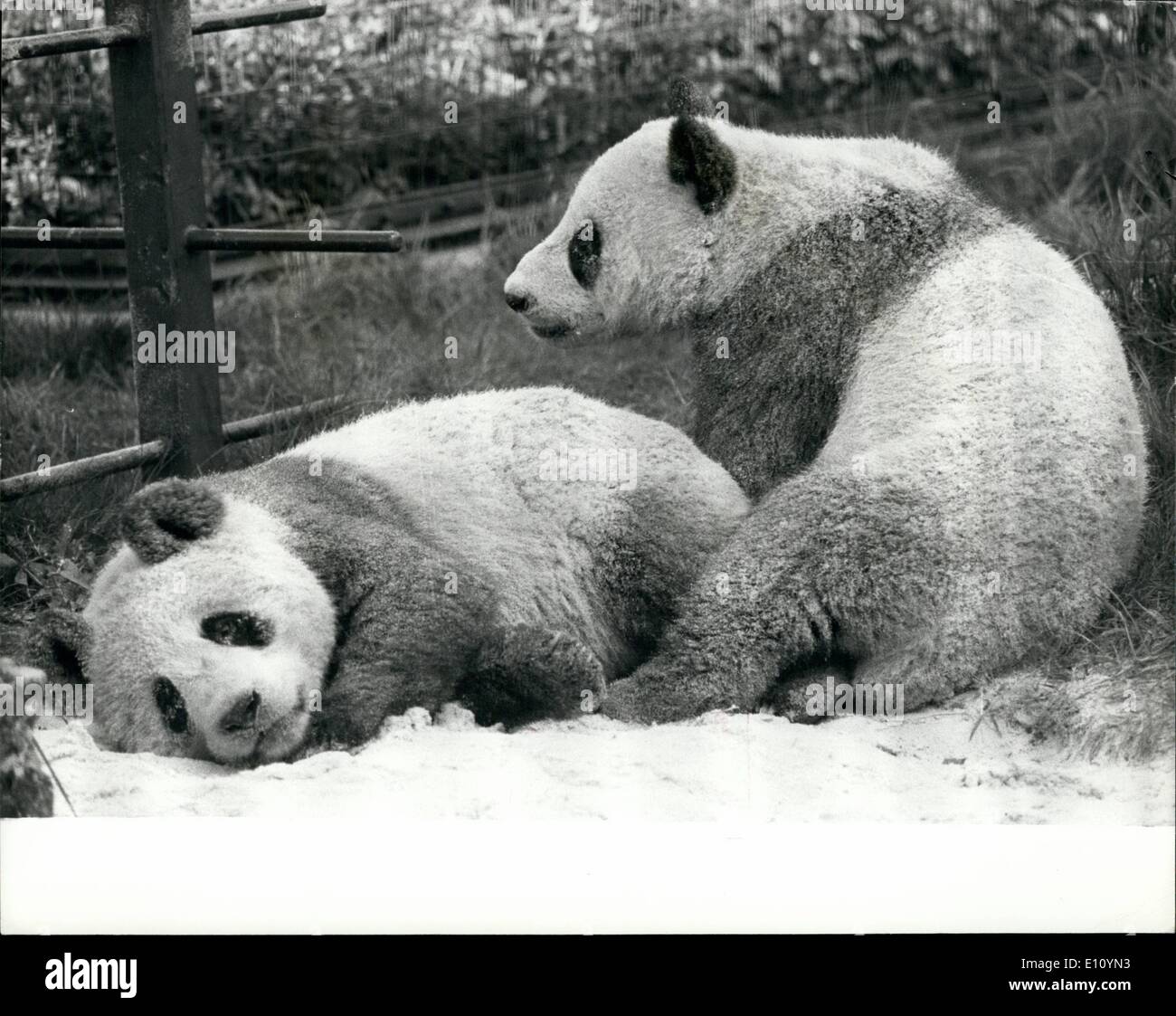 1974 giant pandas ching ching hi-res stock photography and images - Alamy