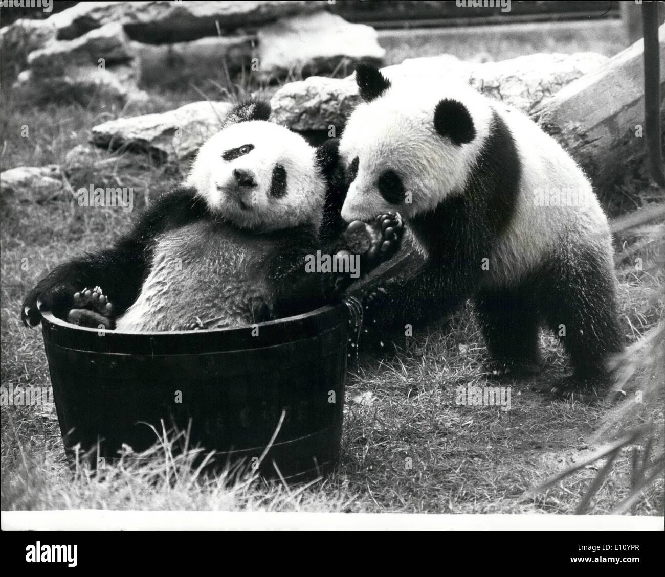 Sep. 09, 1974 - Giant Pandas Ching-Ching And Chia-Chia At The London ...