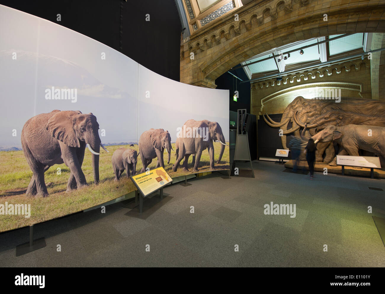 Natural History Museum, London UK. 21st May 2014. Press View. The ...
