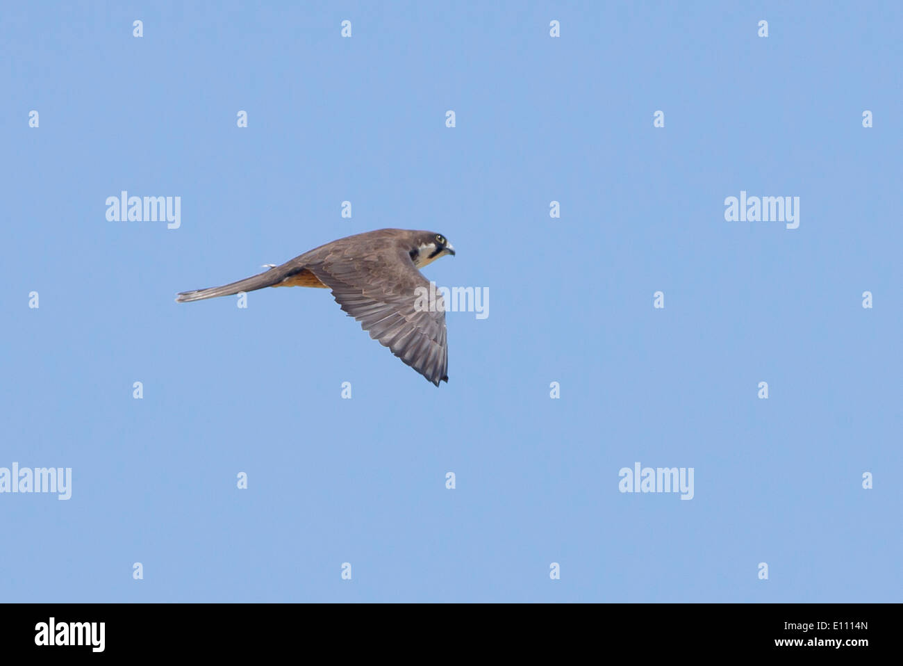 Adult Eleonoras Falcon Falco eleonorae in flight against deep blue sky ...