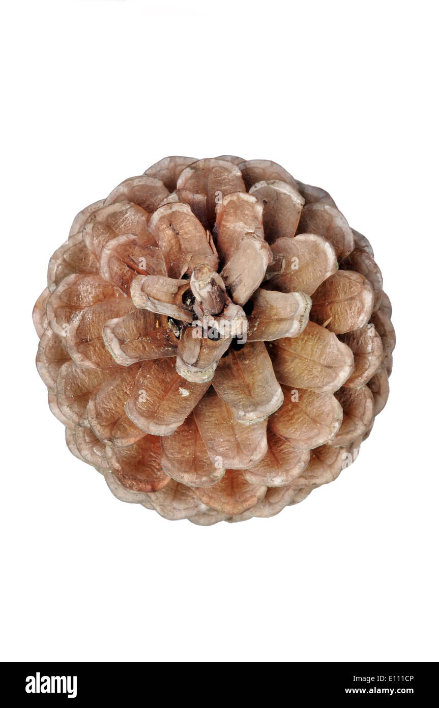 Top view cone on Cut Out Stock Images & Pictures - Alamy