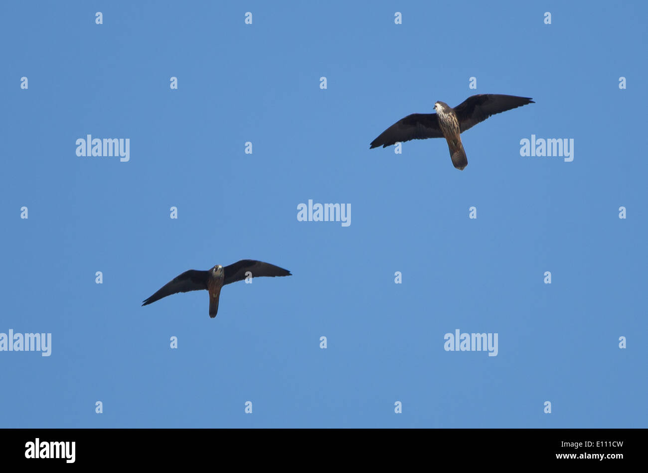 Eleonoras Falcon Falco Eleonorae High Resolution Stock Photography and ...