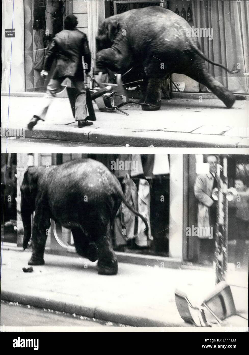 Jan. 01, 1975 - Elephant on the rampage in Paris.: The scene in Paris ...