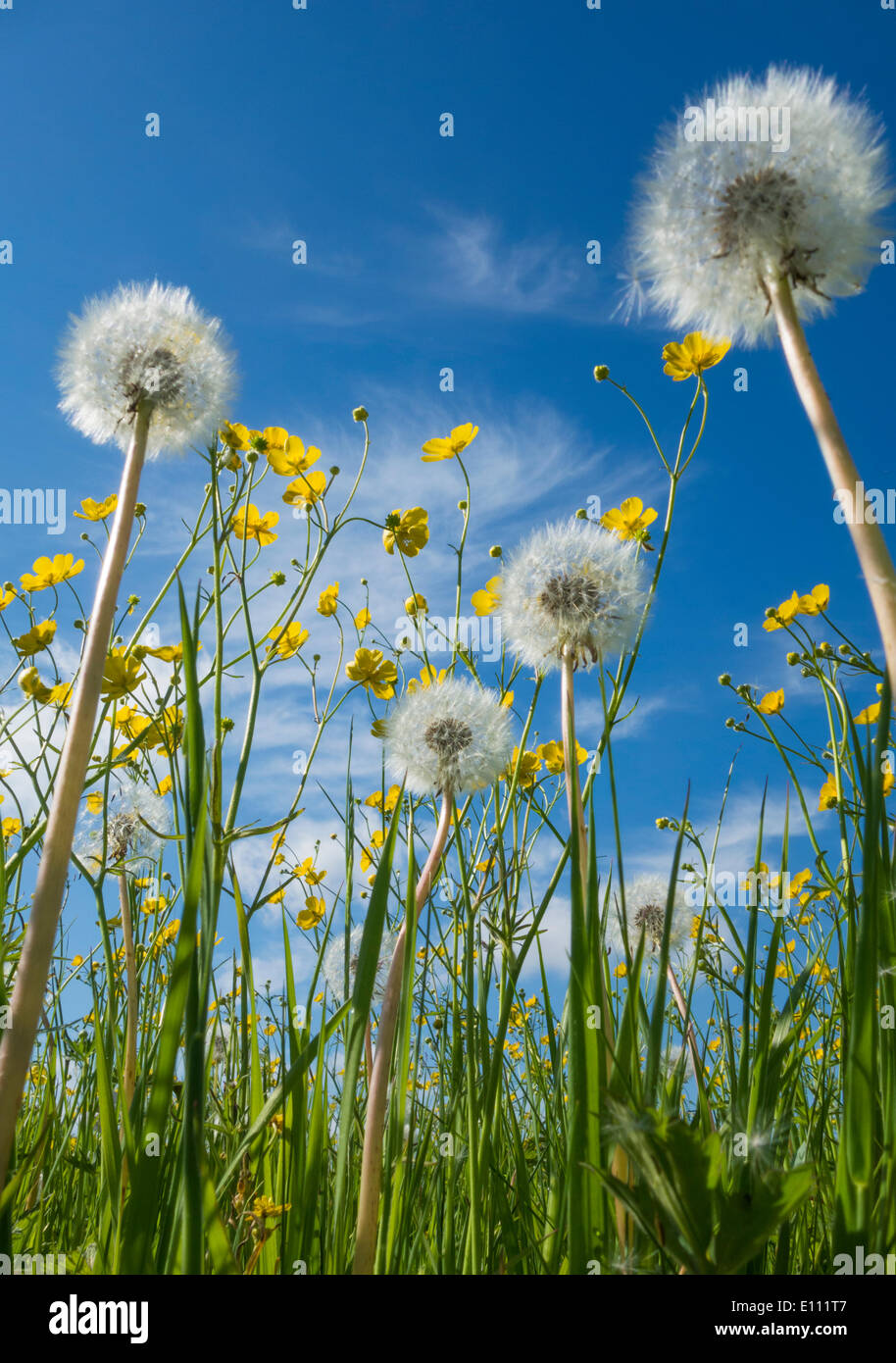 Buttercups and Dandelions in wildflower meadow, UK, Rewilding, climate ...