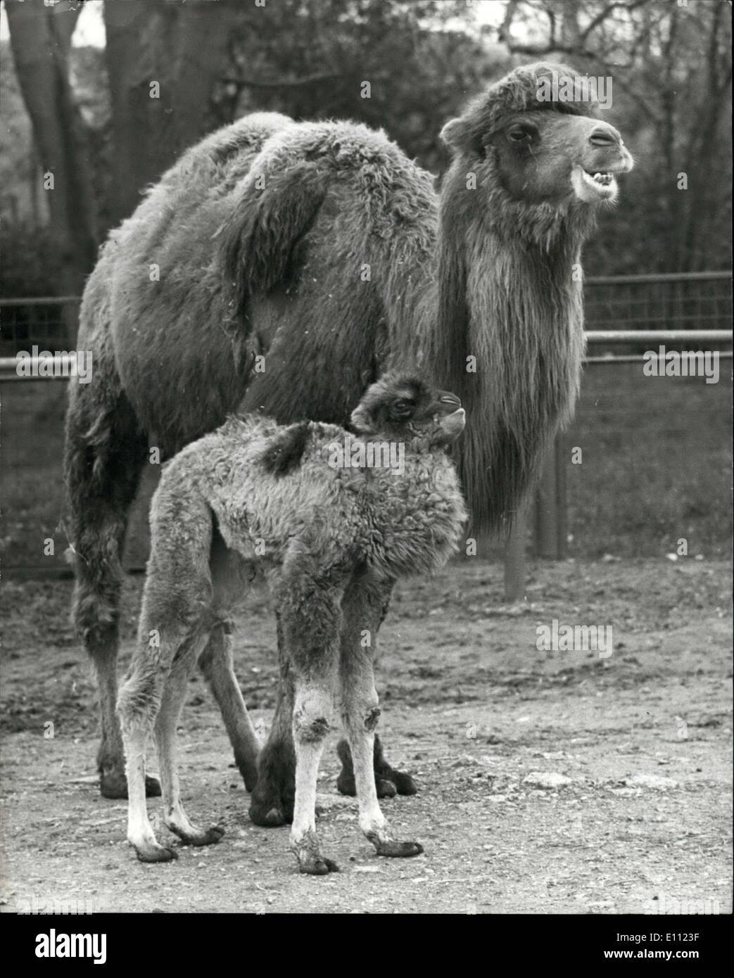 Apr. 14, 1975 - Baby Camel at Windsor safari Park.: Jane - the first ...