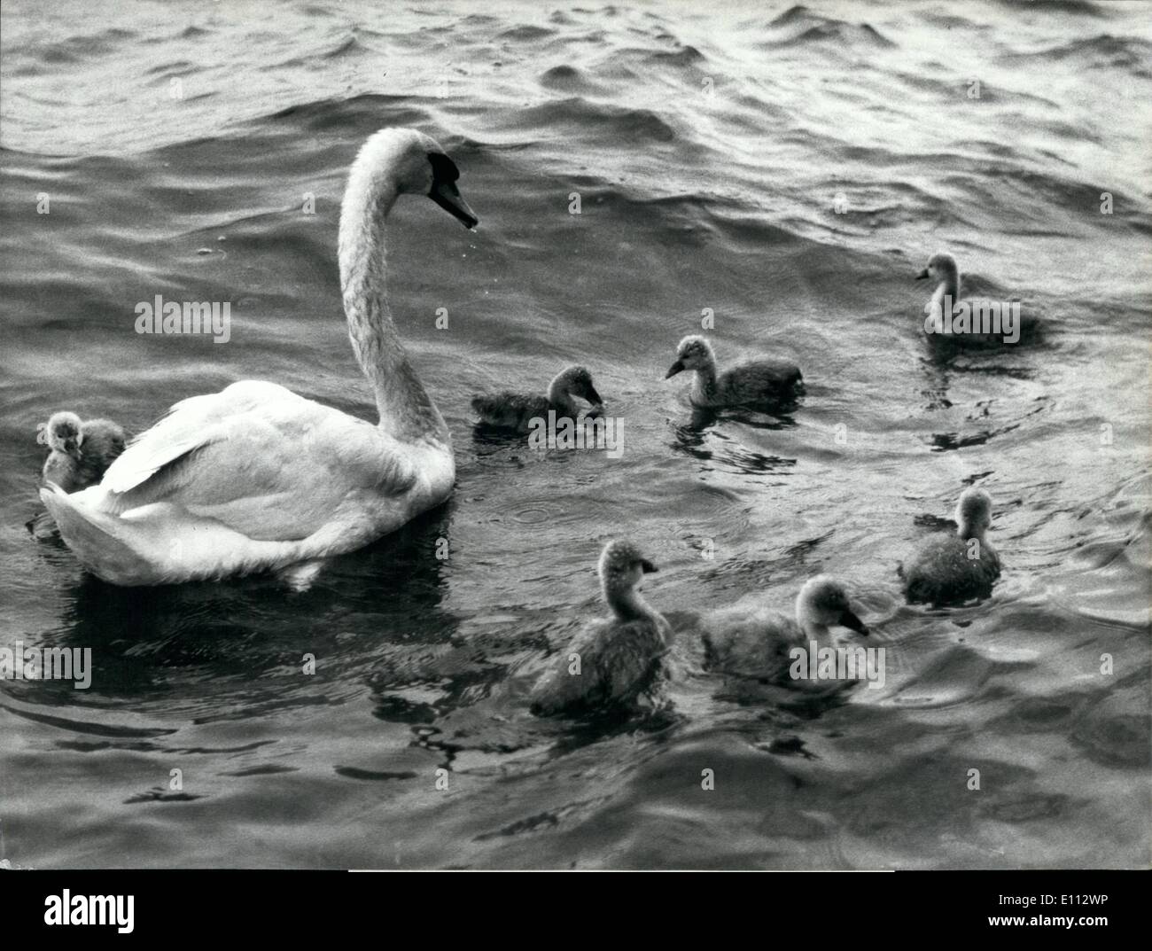 Jun. 06, 1975 - The first Days in The Life Of Little Swans: After a ...