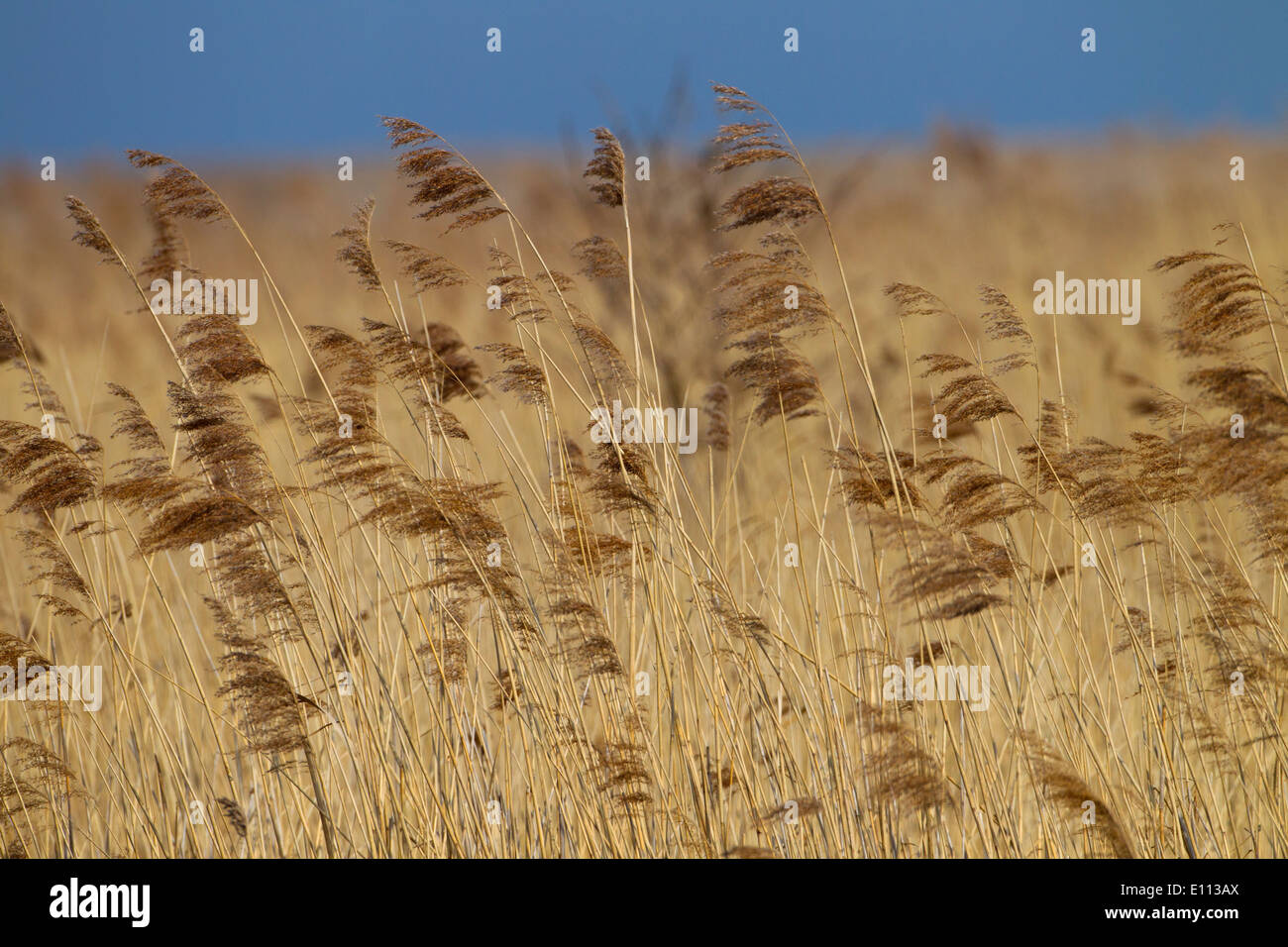 Dead reed leaves hi-res stock photography and images - Alamy