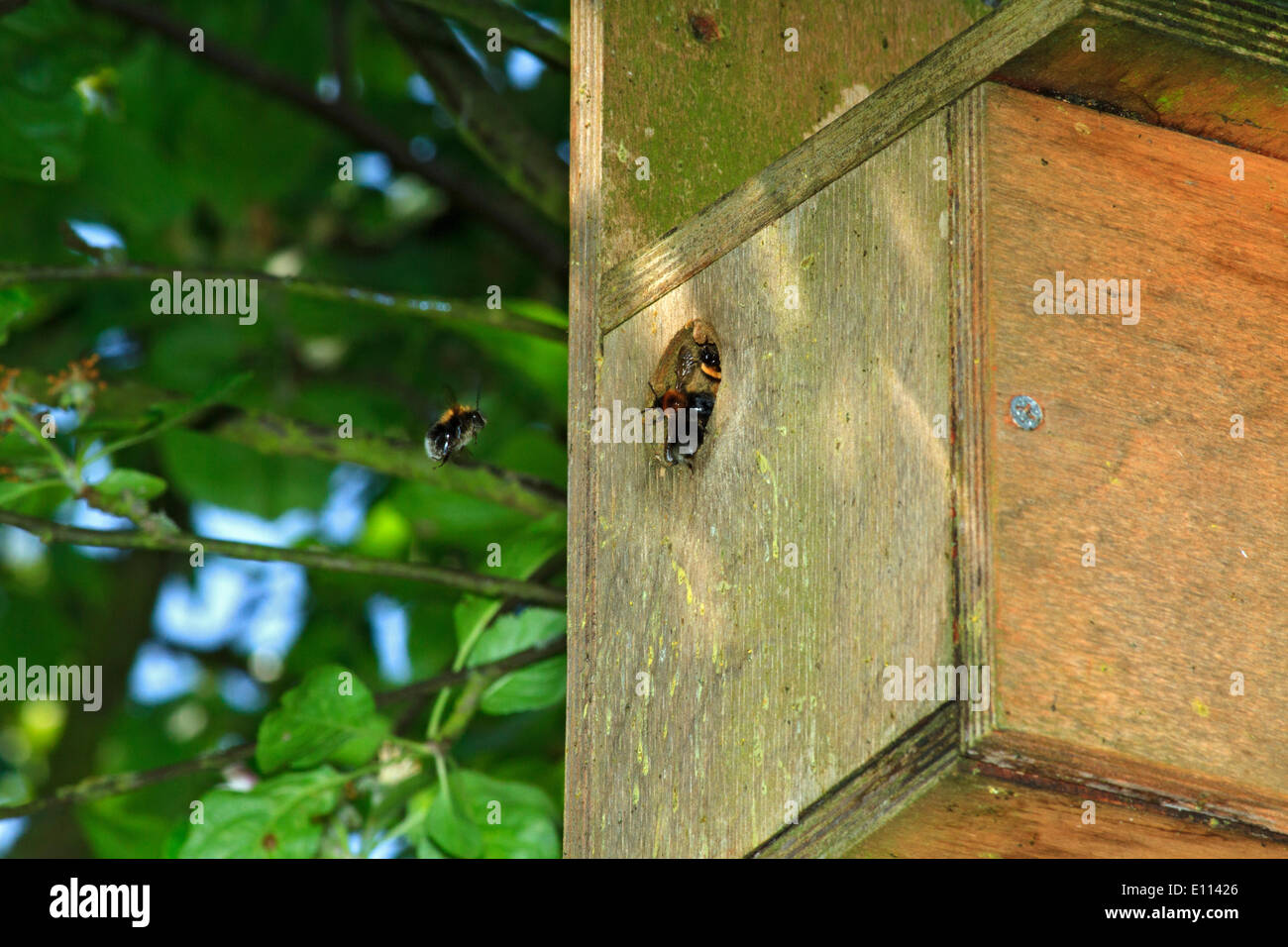 The tree bee. Invasive non-native species. INNS. Tree bumblebee ...