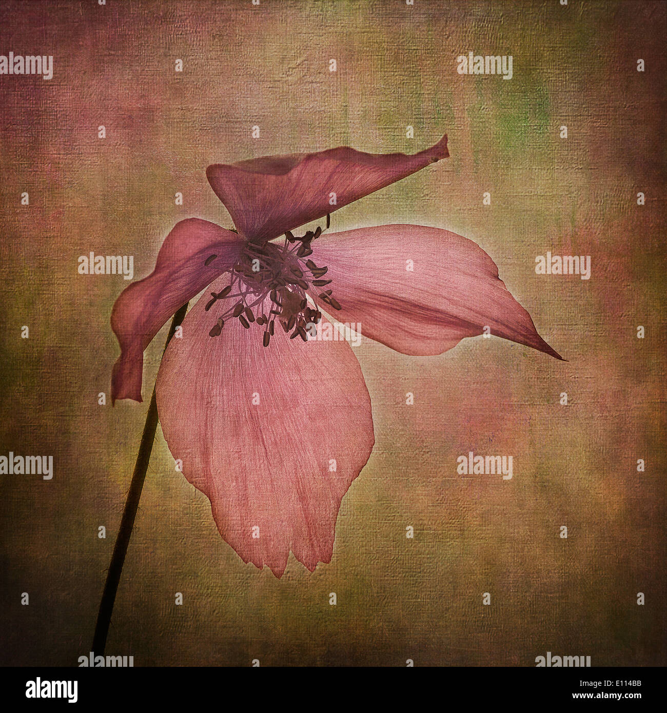 Meconopsis cookei hi-res stock photography and images - Alamy