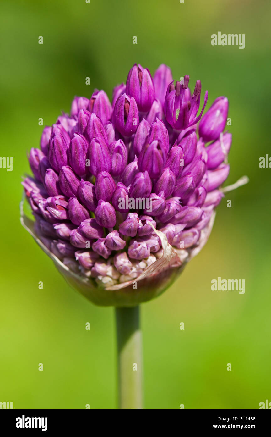 Allium Flower Opening Stock Photo - Alamy