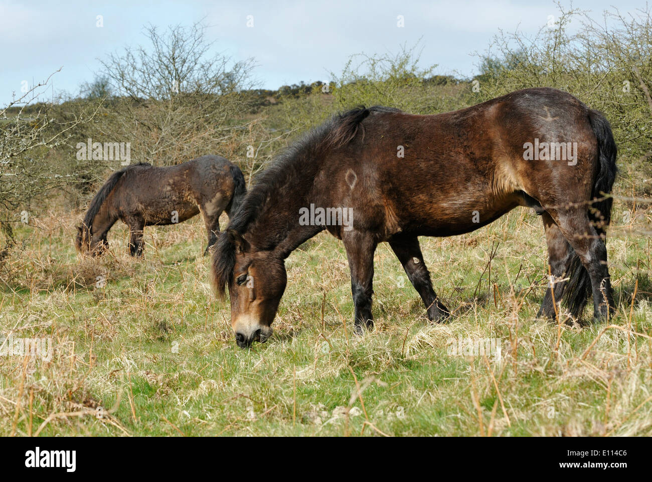 Two Exmoor Ponies on Winsford Hill, Exmoor Stock Photo - Alamy