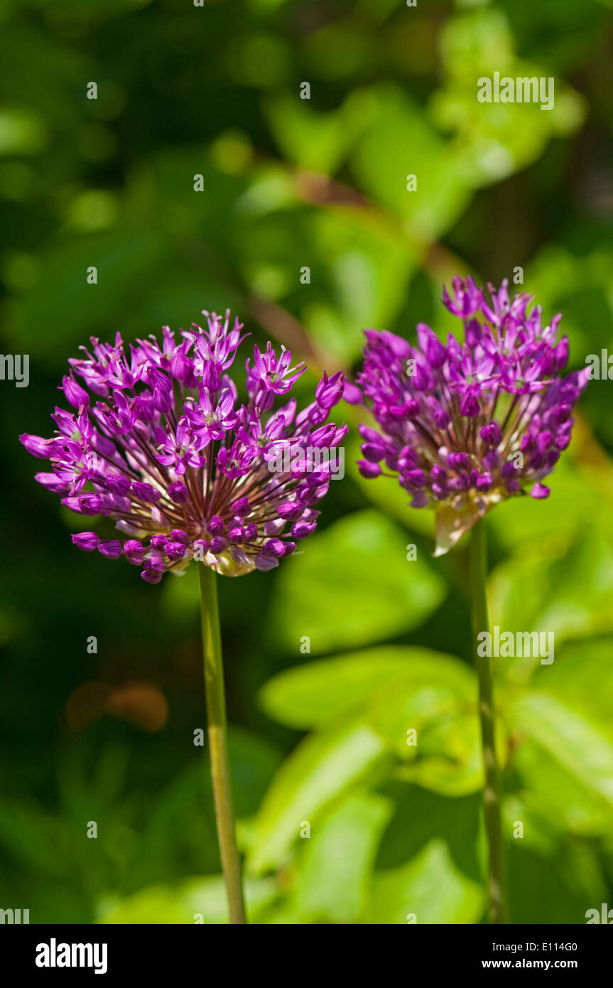 Allium flower hi-res stock photography and images - Alamy
