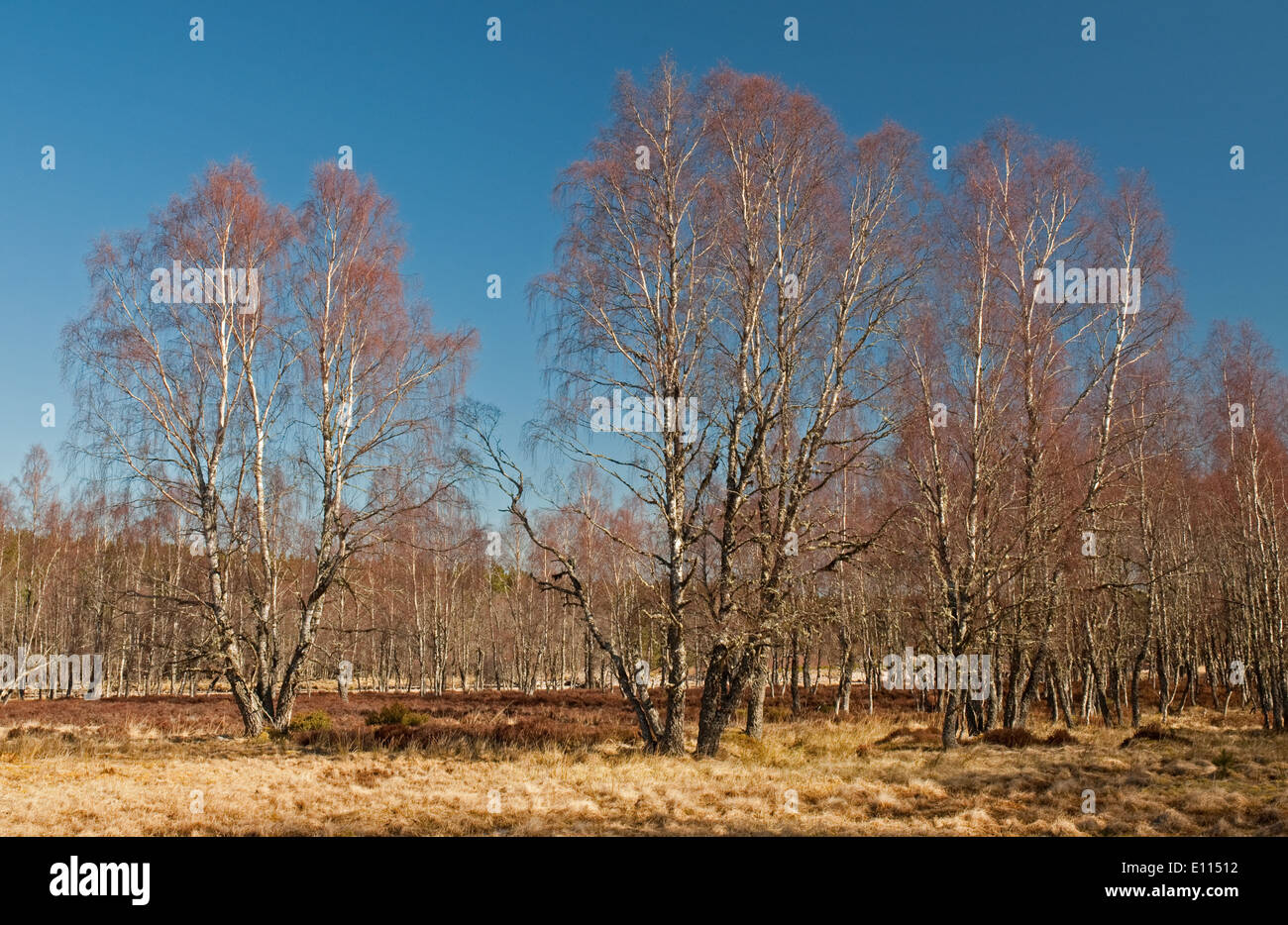 Dulnain hi-res stock photography and images - Alamy