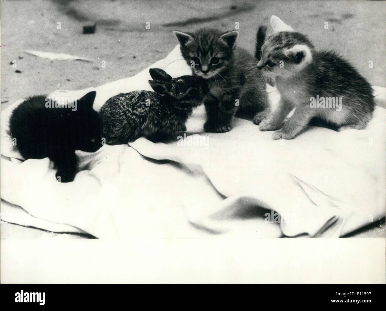 Historical kittens hi-res stock photography and images - Alamy